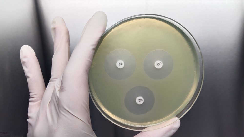 Microbiologia - Biolab